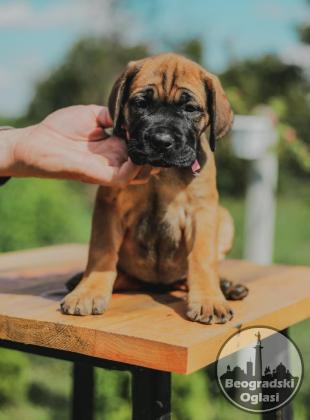 Cane Corso Kane Korso prelepi štenci