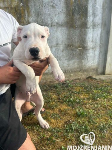 Stenci Dogo Argentino