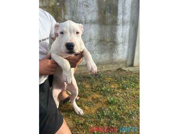 Stenci Dogo Argentino