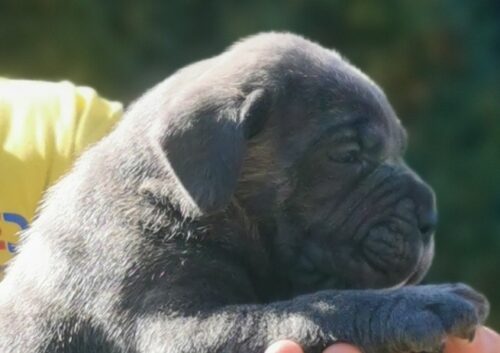 Cane Corso VRHUNSKI štenci