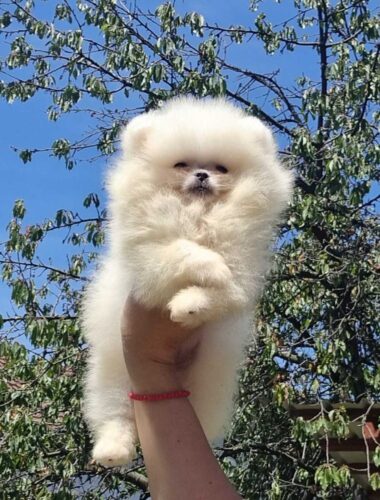 Pomeranac Boo