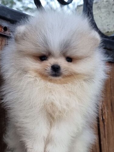 Pomeranac Boo