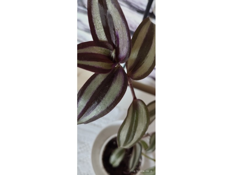 Tradescantia zebrina