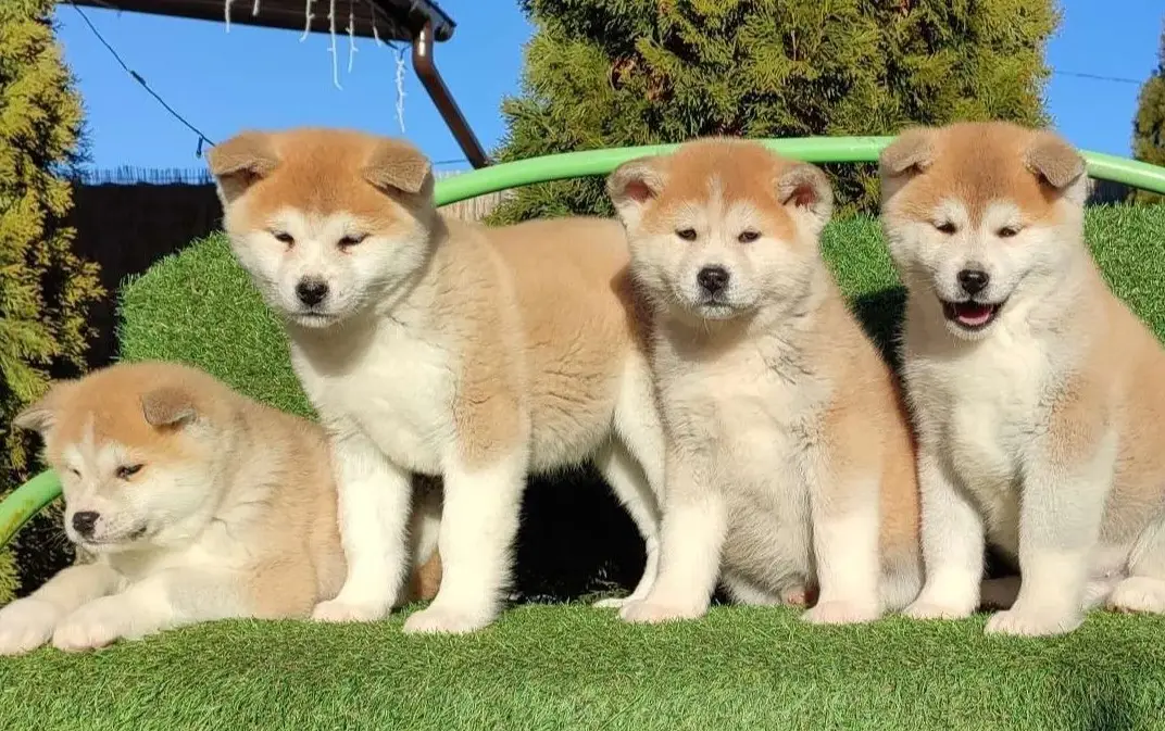 Akita inu i Shiba Inu štenci