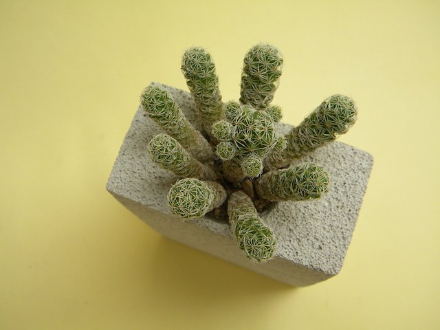 Mammilaria gracilis - 1