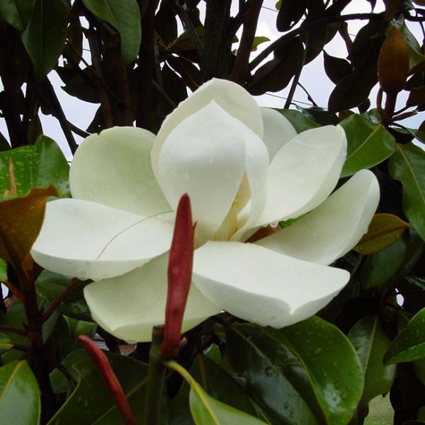 Magnolia Grandiflora • C18 L • 125/150 CM