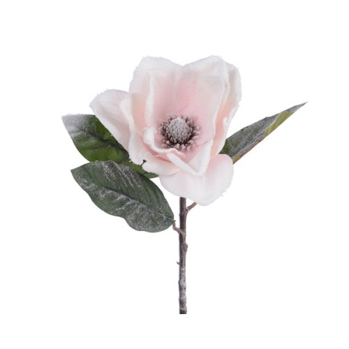 GRANA MAGNOLIJE