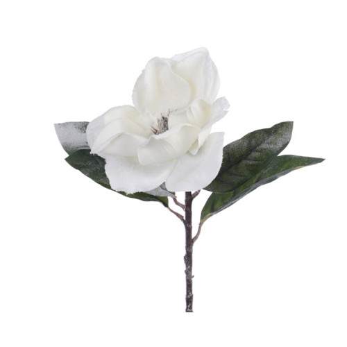 GRANA MAGNOLIJE