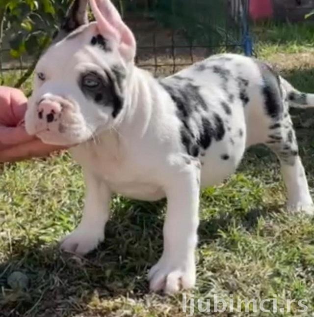American Bully