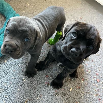 Prekrasni Cane Corso štenci