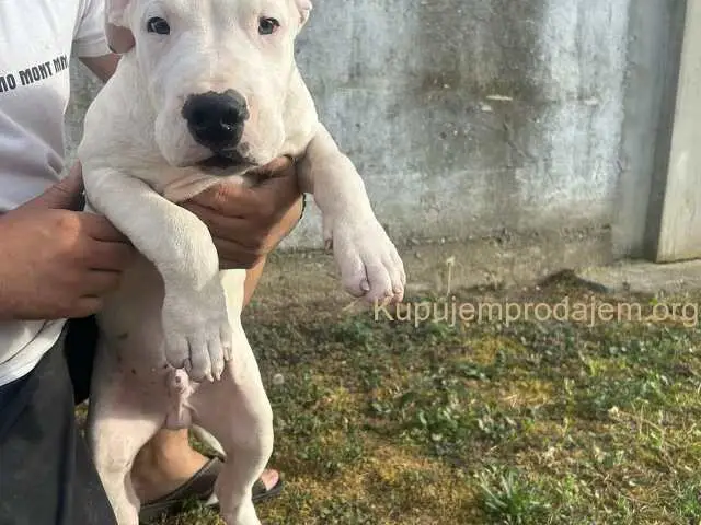 Stenci Dogo Argentino