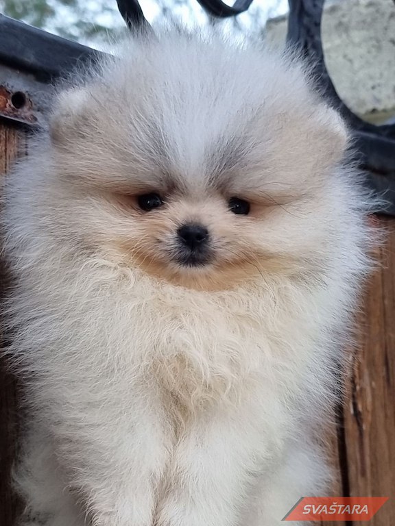 Pomeranac boo