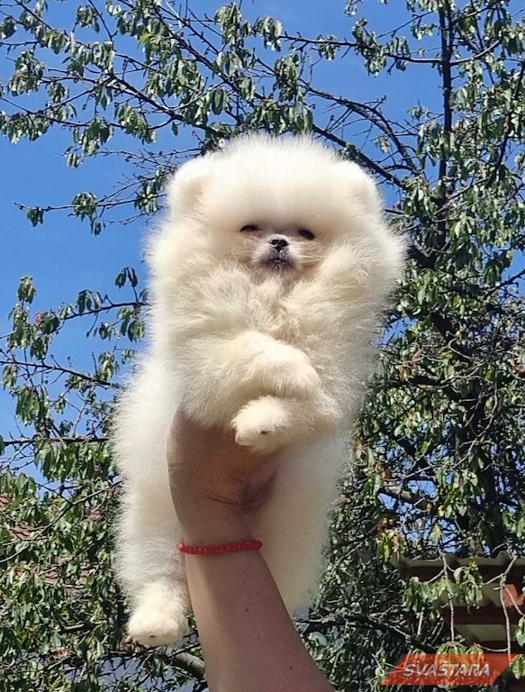 Pomeranac boo