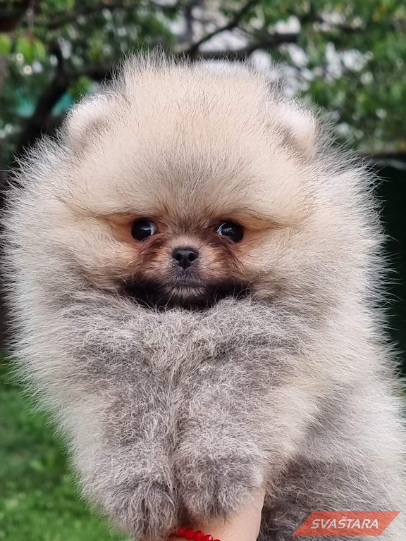 Pomeranski spic