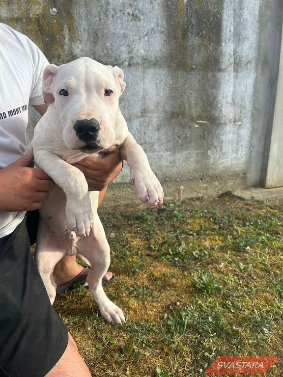 Stenci Dogo Argentino