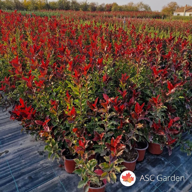 Photinia x fraseri Crunchy 40-50 cm