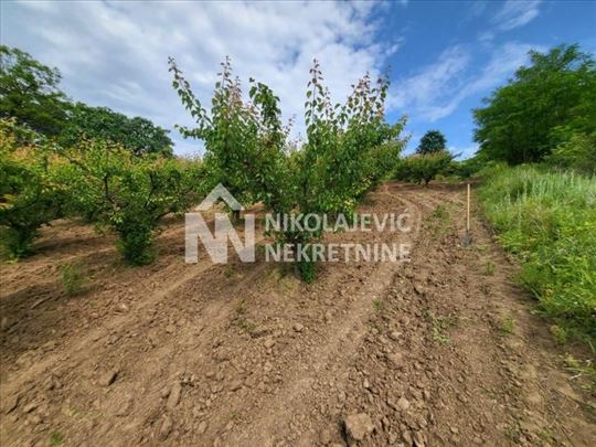 Grocka,Potes Kozjak,ekološka parcela ID#1288