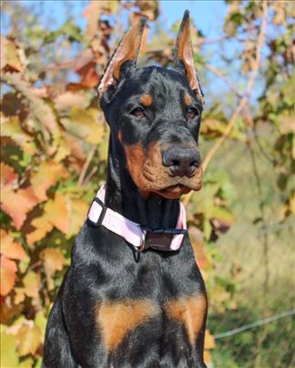 Doberman štenci vrhunske krvne linije