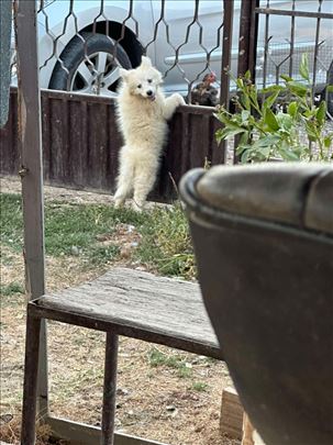 Samojed, štene