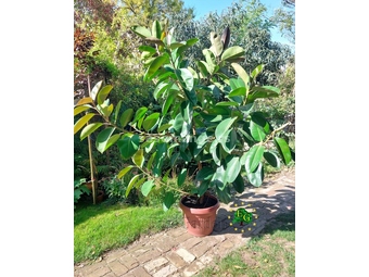 Fikus - Ficus elastica 'Robusta'