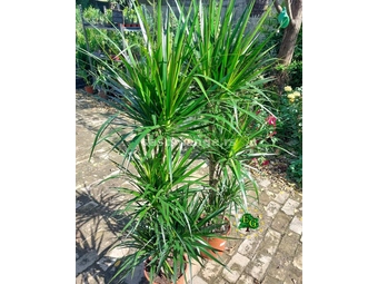 Dracaena marginata