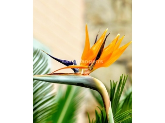 Rajska ptica (Strelitzia reginae)