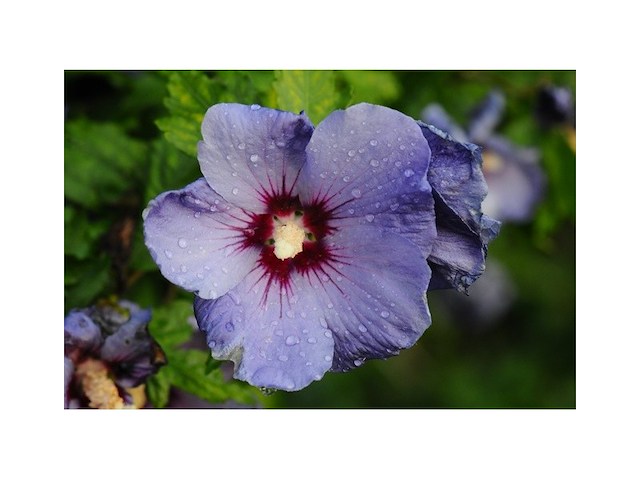 Baštenski hibiskus LILA 5 sadnica