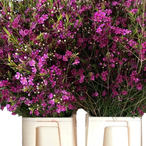 WAXFLOWER grand Jupiter