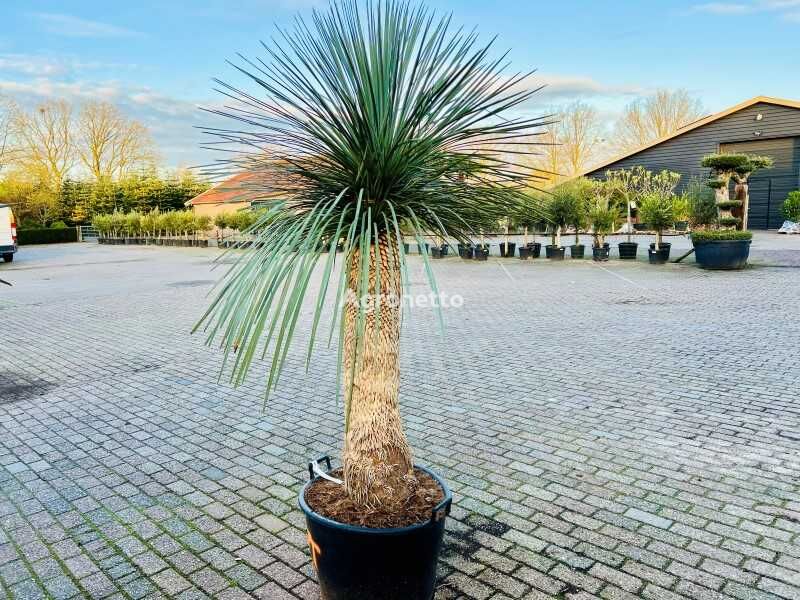 Prodaje se yucca rostrata 210cm mladicu ukrasnog grmlja na aukciji