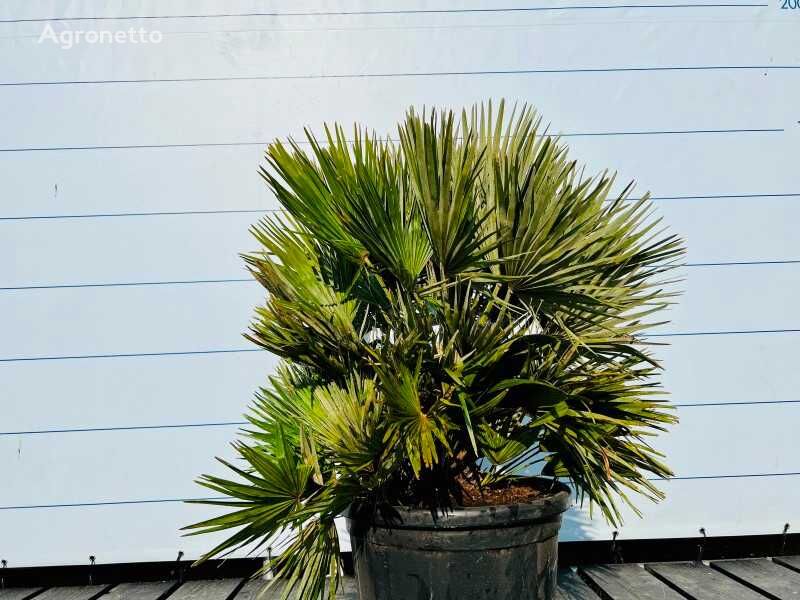 Prodaje se chamaerops humilis vulcano 120cm mladicu ukrasnog grmlja na aukciji