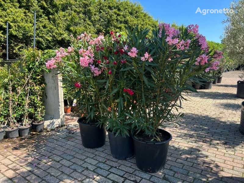 Prodaje se oleander roze 170cm incl pot mladicu ukrasnog grmlja na aukciji