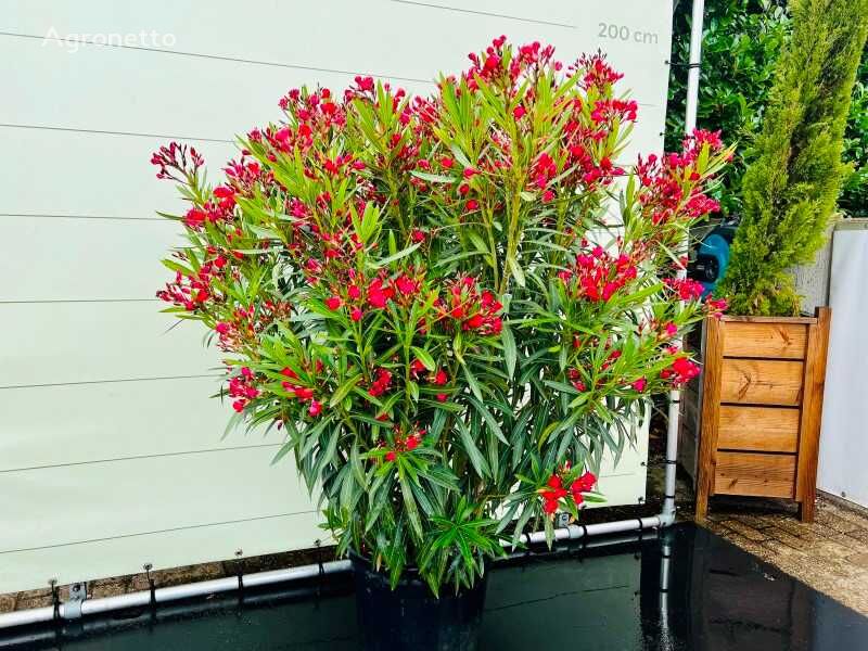 Prodaje se oleander rood 170cm incl pot mladicu ukrasnog grmlja na aukciji