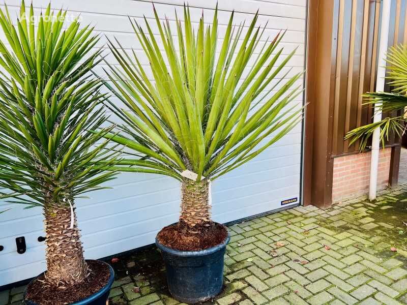 Prodaje se yucca filifera 190cm, stamhoogte 40/50cm mladicu ukrasnog grmlja na aukciji