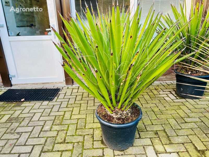 Prodaje se yucca faxioniana 140cm mladicu ukrasnog grmlja na aukciji