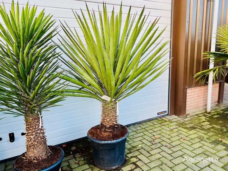 Prodaje se yucca filifera 190cm, stamhoogte 40/50cm mladicu ukrasnog grmlja na aukciji