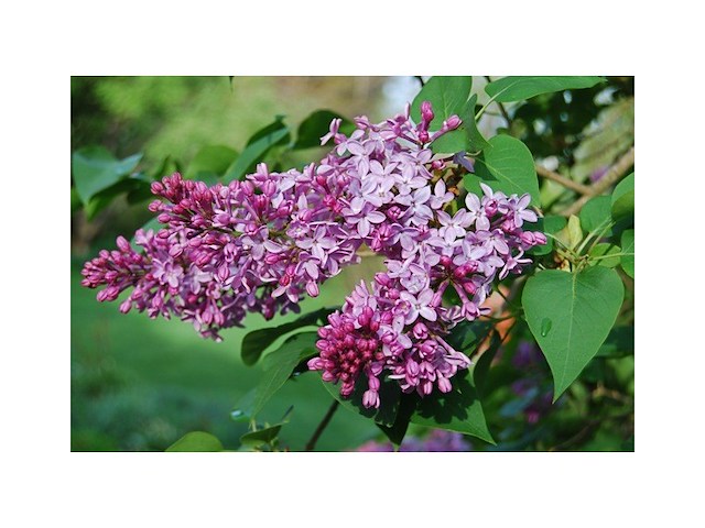 Jorgovan rozi – Syringa vulgaris