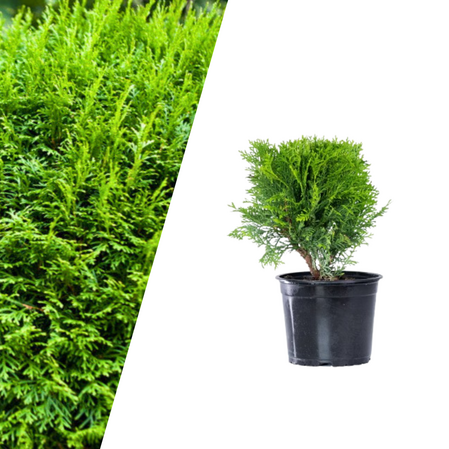 Thuja occ. Globosa