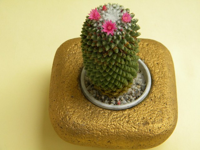 Kaktus Mammillaria polithele