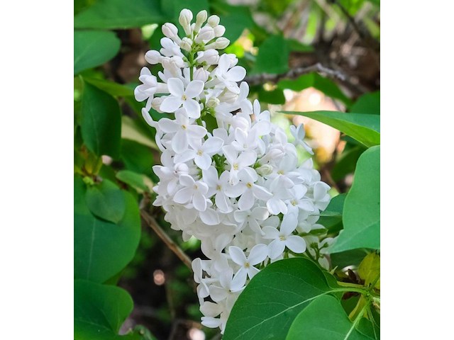 Jorgovan beli – Syringa vulgaris