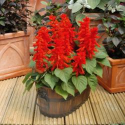 Kadulja - Salvia Splendens (160 semenki) Sage Scarlet Red