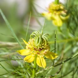 Nigella orientalis (300 semenki)