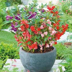 Lepi Dečko Mix (100 semenki) Impatiens Balsamina