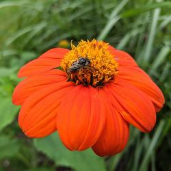 Tithonia rotundifolia (90 semenki) Mexican sunflower