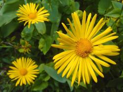 Doronicum orientale - Divokozjak (250 semenki)