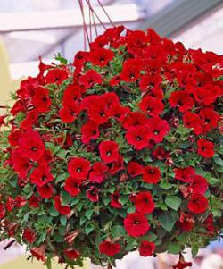 Petunia Crvena - RED (3000+ semenki)