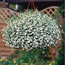 Lobelia Fountain white - Bela (3000 semenki)