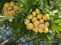 Oskoruša (Sorbus Domestica)