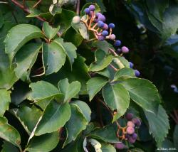 Petolisna lozica Parthenocissus quinquefolia