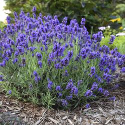 Lavanda angustifolia sadnica