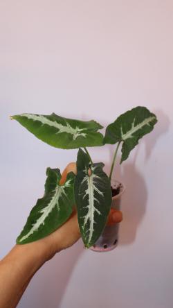 Syngonium Wendlandii